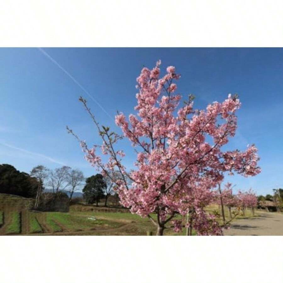 Easy Cultivating Outdoor Seeds Japanese Cherry Blossom Seeds, Bonsai ...