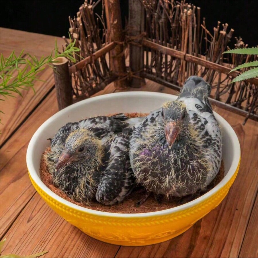 Custom Ceramic Pigeon Nesting Box Bird Nesting Box; Bird's Nest ...