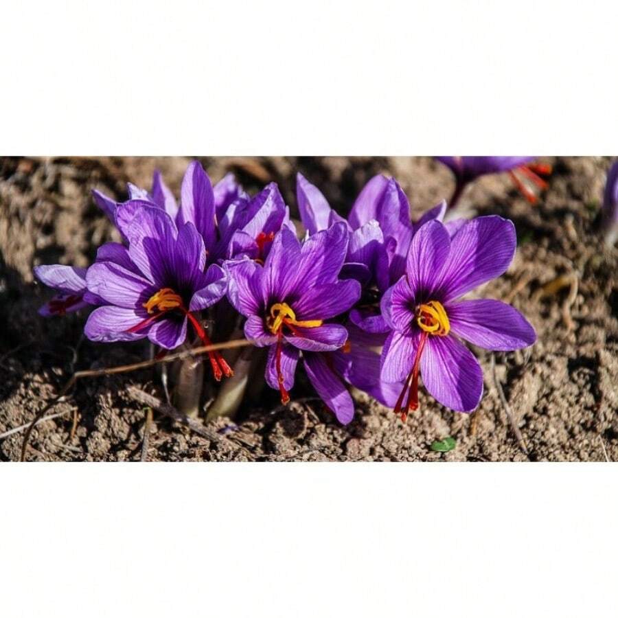 15 Saffron Corms Bulbs, Crocus Sativus, Saffron, Saffron Spice, Grow Your Own Patch Of Saffron ...