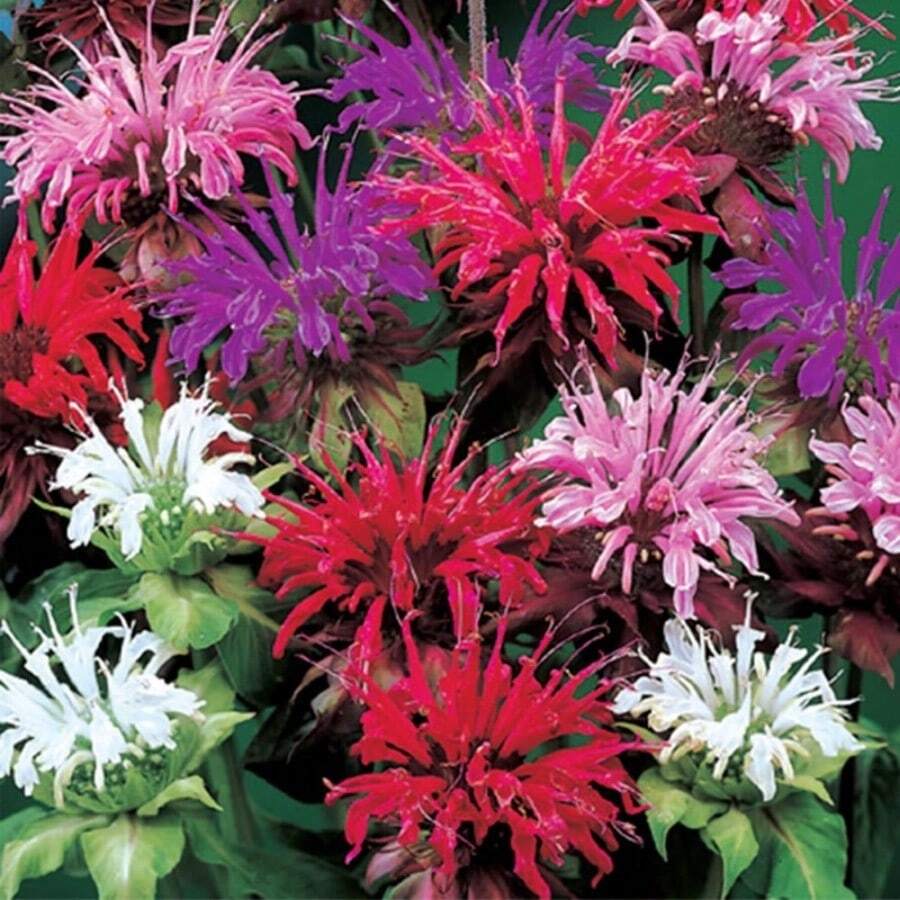 Bee Balm Seeds Mix Lemon Hummingbird Mint Monarda Didyma Mixed Colors ...