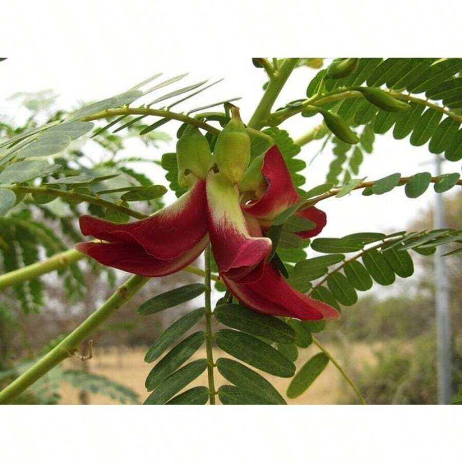Red Hummingbird Tree Seeds, Edible Flowers, Pods And Leaves, Sesbania ...
