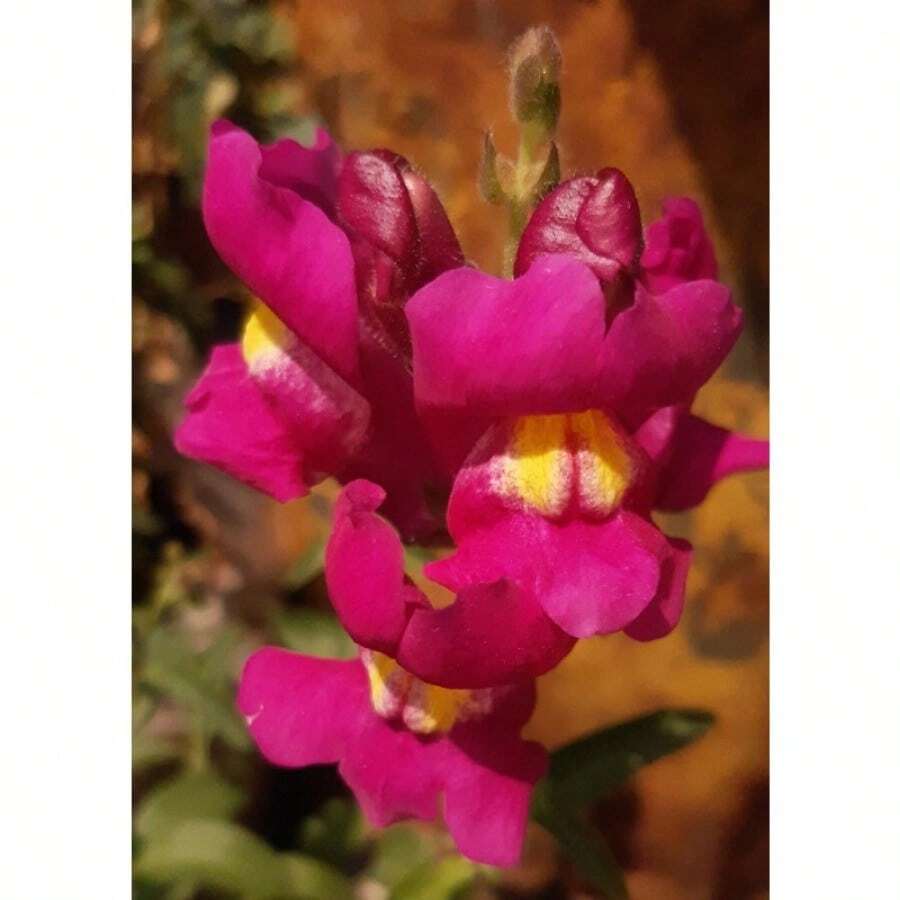 PURPLE SNAPDRAGON Seeds Free Shipping FresOrganic Antirrhinum Majus ...