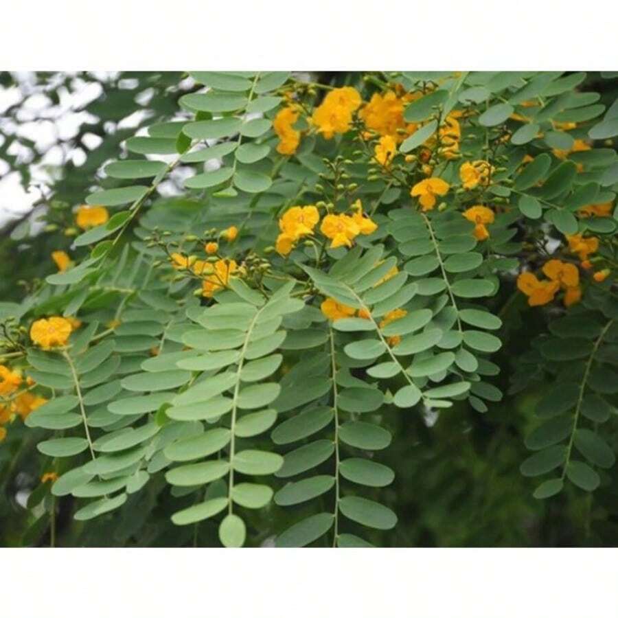 Tipuana Tree Seeds - Rosewood, Tipa, Pride Of Bolivia, Yellow Jacaranda ...