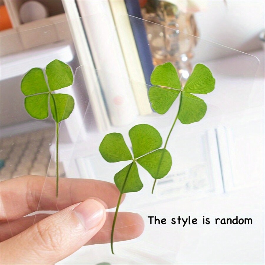 Matte Effect Air-Dried Four-Leaf Clover Specimens, Postcards And ...