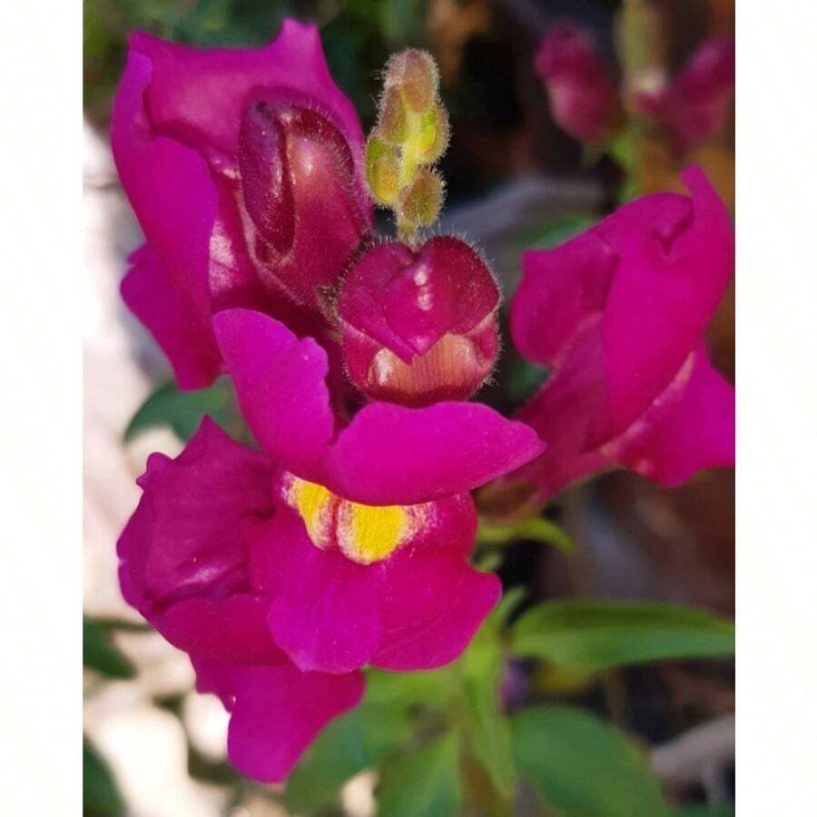 PURPLE SNAPDRAGON Seeds Free Shipping FresOrganic Antirrhinum Majus ...