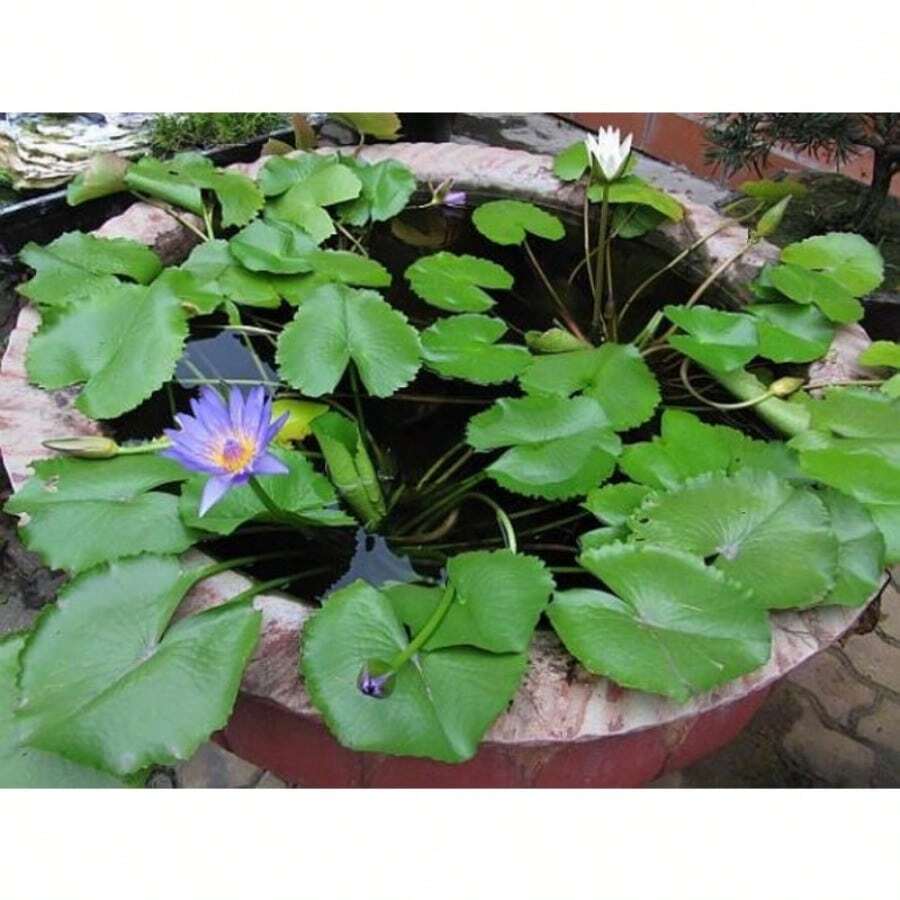 Nymphaea Nouchali 15 Seeds, Perennial Blue Water Lily, Edible Fragrant ...