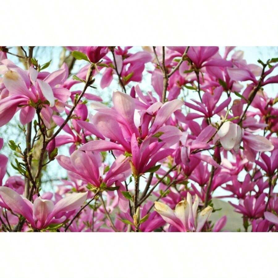 Magnolia Liliiflora Shrub 10 Seeds, Mulan Garden Magnolia, Tulip Or ...