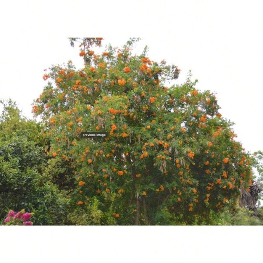 Tecoma X Orange Jubilee 'Tecoma Alata' Seeds - Flaming Bells, Orange ...