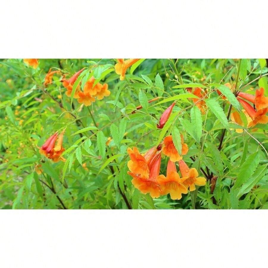 Tecoma X Orange Jubilee 'Tecoma Alata' Seeds - Flaming Bells, Orange ...