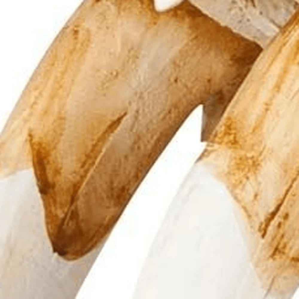 HomeRoots Authentic Replica Sabertooth Skull Sculpture | SHEIN USA