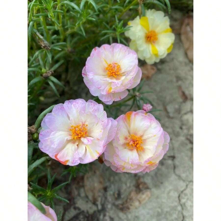 10000 Mixed Moss Rose Seeds HOA Mi Gi AKA Portulaca Grandiflora Mix ...