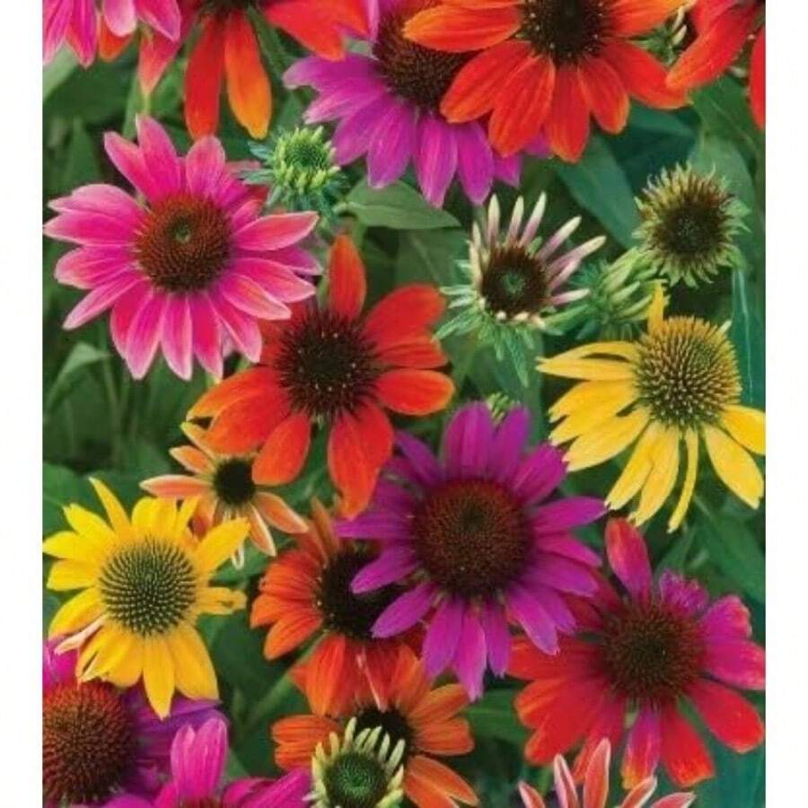 Of Mixed Cone Flower Seeds For Planting Easy To Plant Purple Cone ...