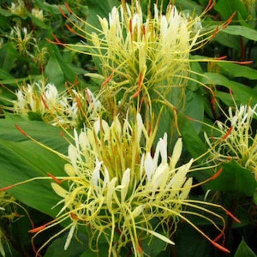 Hedychium Ellipticum 8 Seeds, Shaving Brush Garden Ginger, Hardy Rock ...