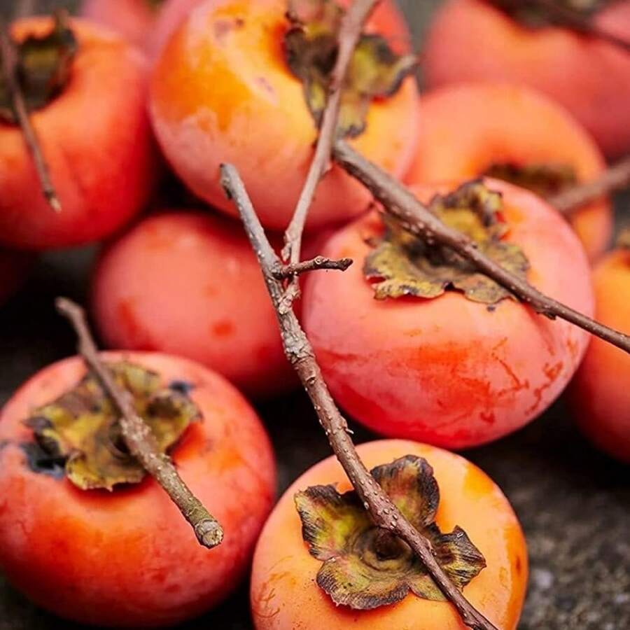 American Persimmon Seed Seedlings 1 Year Old Hardy Tree Easy To Grow ...