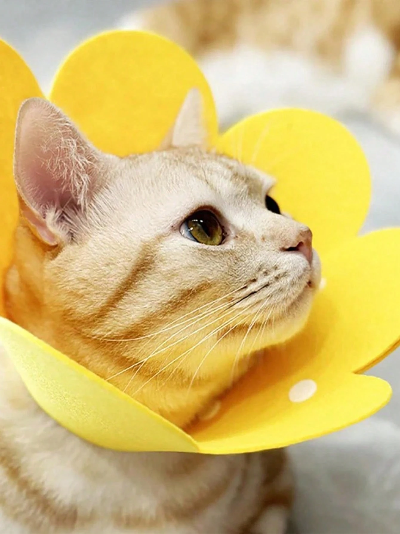 1PC Cute Flower Shaped Cat Dog Collars Adjustable Recovery Elizabethan ...