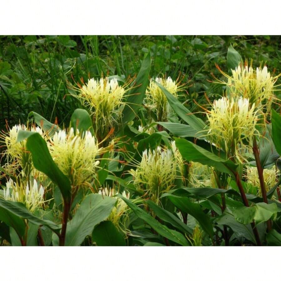 Hedychium Ellipticum 8 Seeds, Shaving Brush Garden Ginger, Hardy Rock ...