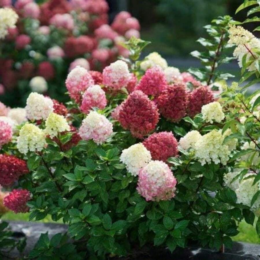 100 Rare Mixed-Color Rose Seeds For Planting Giant Snowball Rose Seeds ...