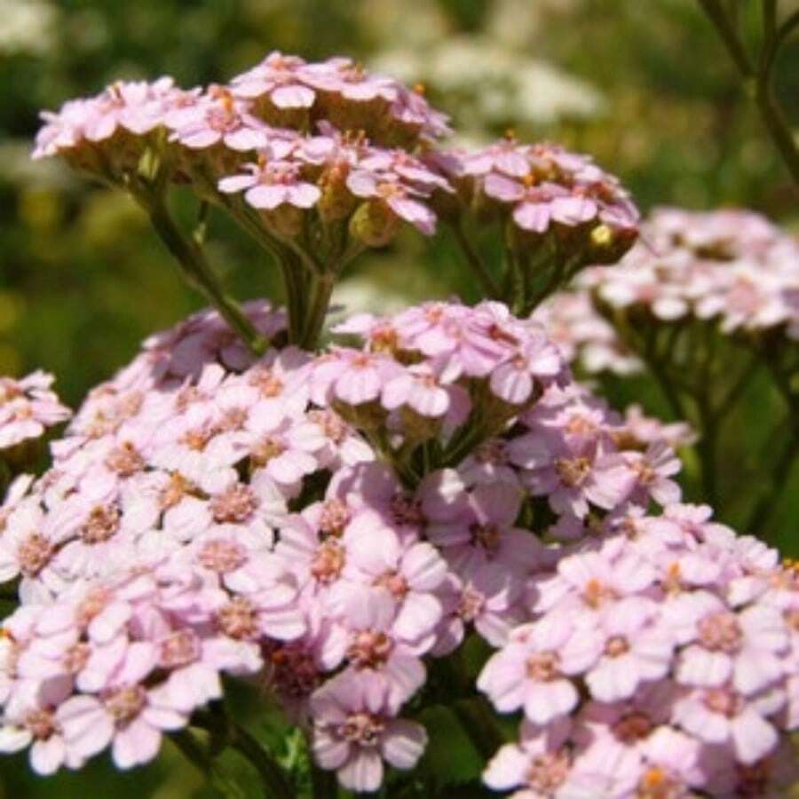 50 Love Bouquet Siberian Argy Wormwood Achillea Sibirica Ssp ...