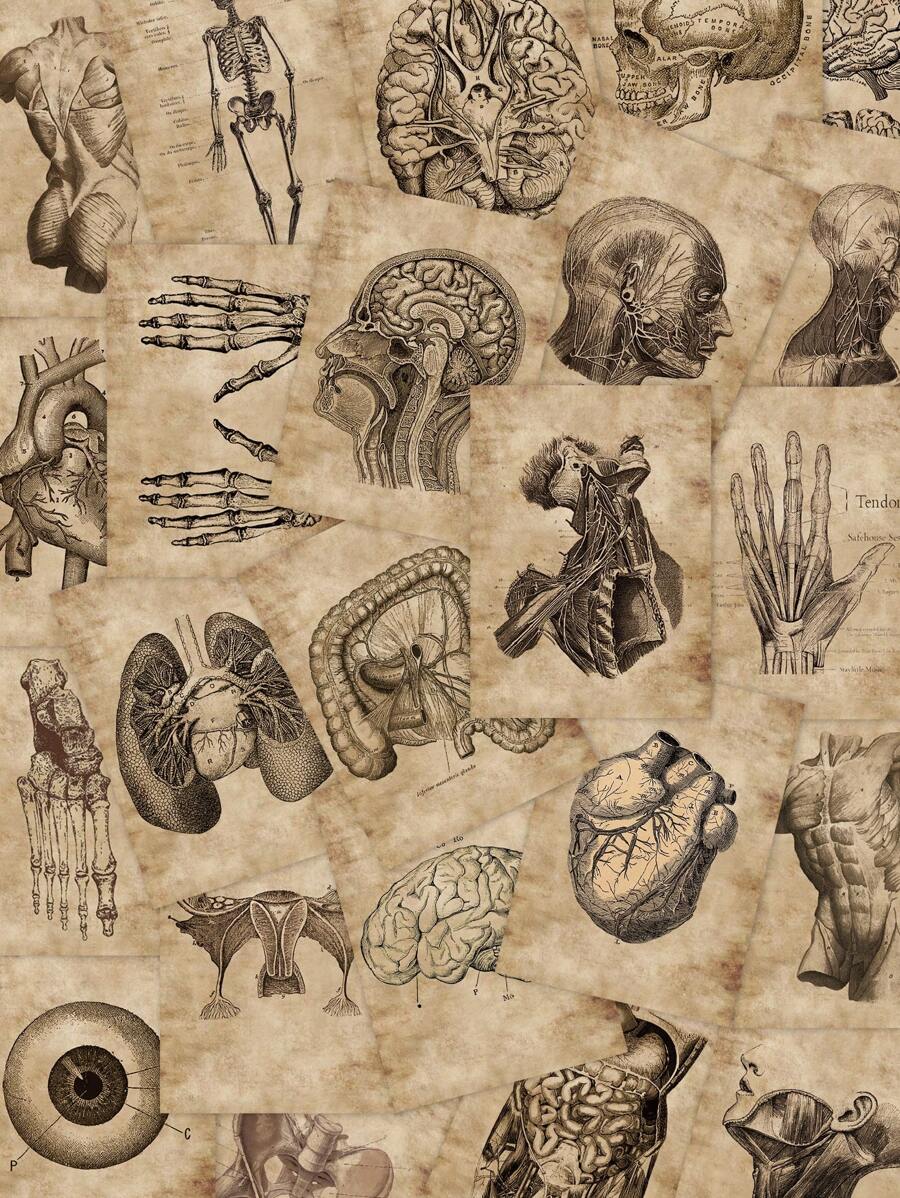 56pcs Human Anatomy Stickers Handbook Laptop Phone Case Luggage ...