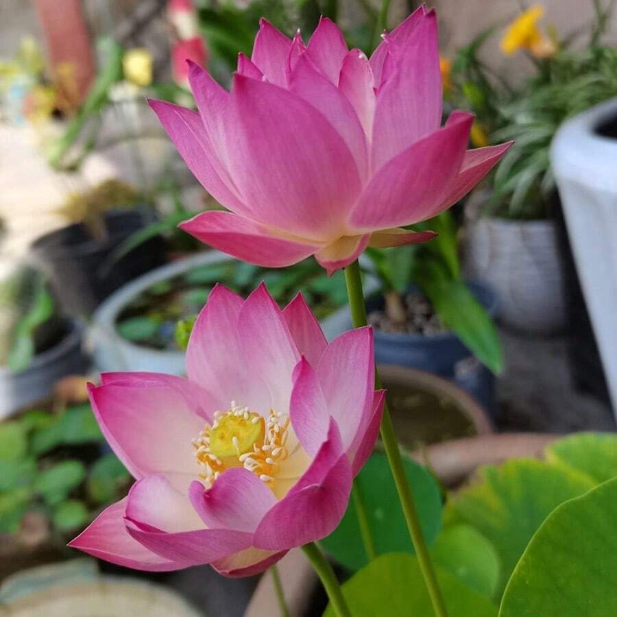 40 Lotus Seeds Water Lily Home Gardening Plant Multi-Colored Hybrid ...