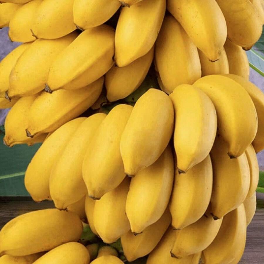 Dwarf Banana Tree Fruit Seeds For Planting Moda De Mujer Shein México