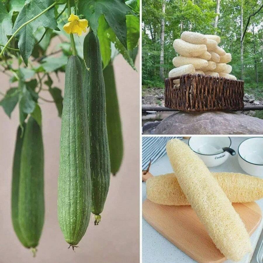 Loofah Sponge Seeds For Planting - Seeds To Plant Luffa Aegyptiaca ...