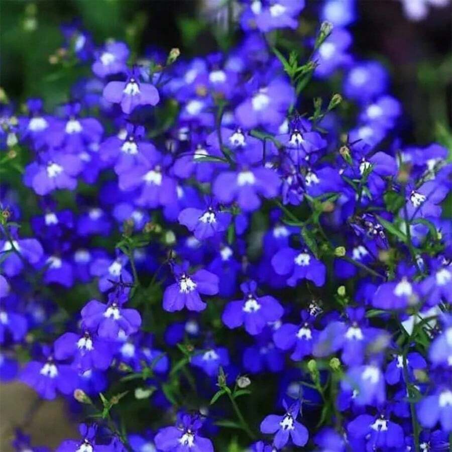 20000PCS Magic Blue Creeping Thyme Seeds For Planting Ground Cover ...