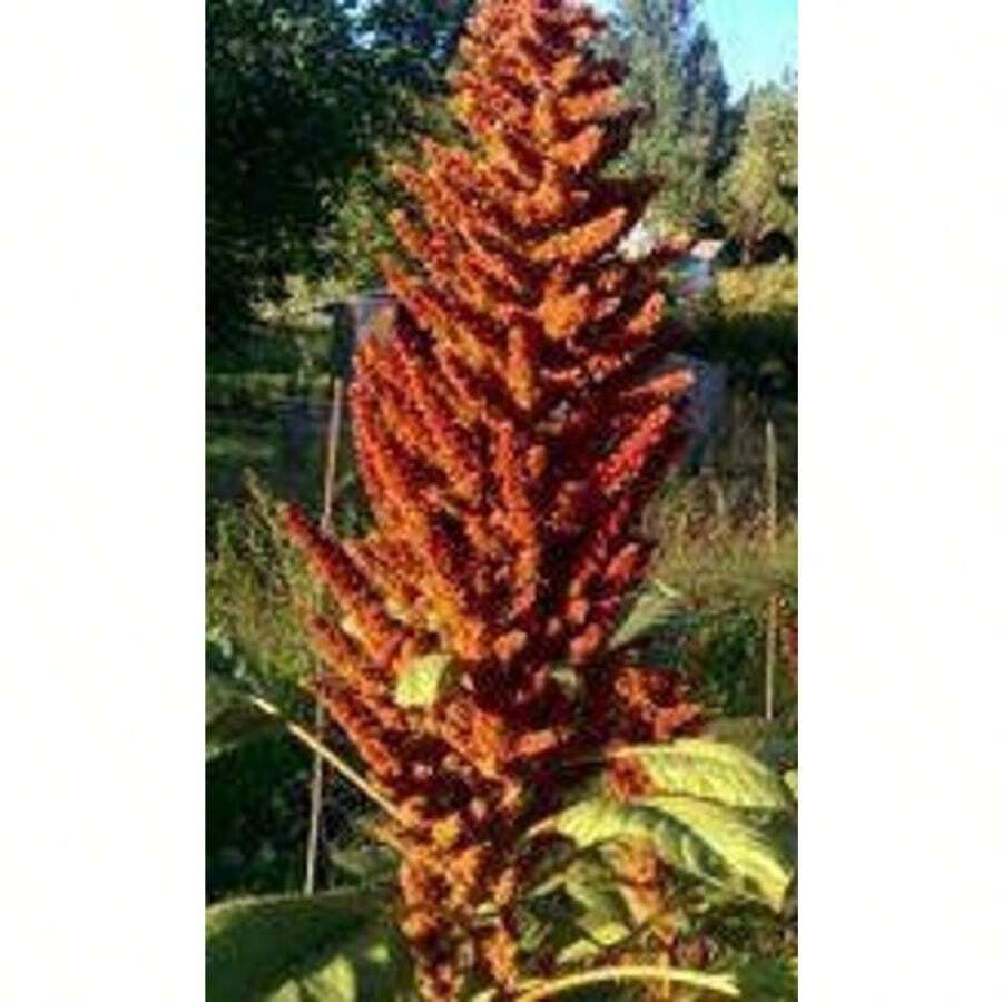 Chinese Orange Giant Amaranth Seeds | SHEIN UK