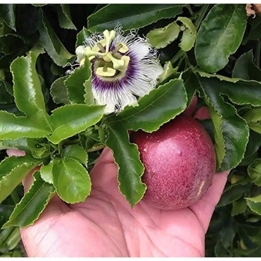 Flower Seed Planting - Red Rover Purple Passion Fruit Plant Seeds -Can ...