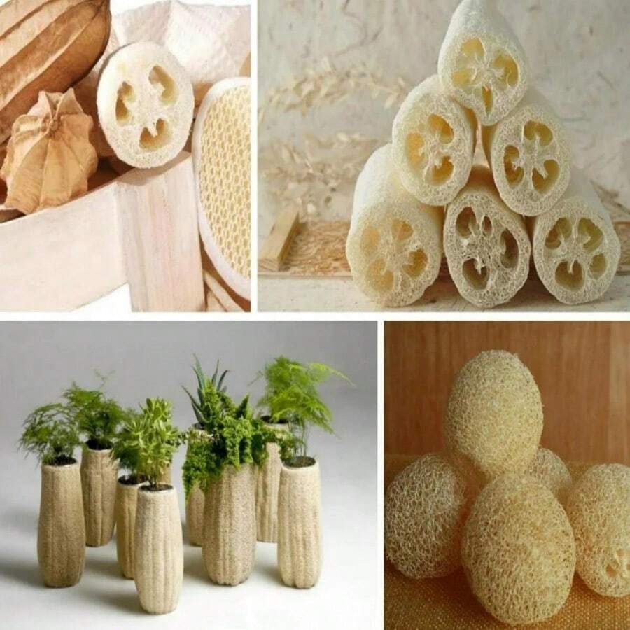 Loofah Sponge Seeds For Planting - Seeds To Plant Luffa Aegyptiaca ...