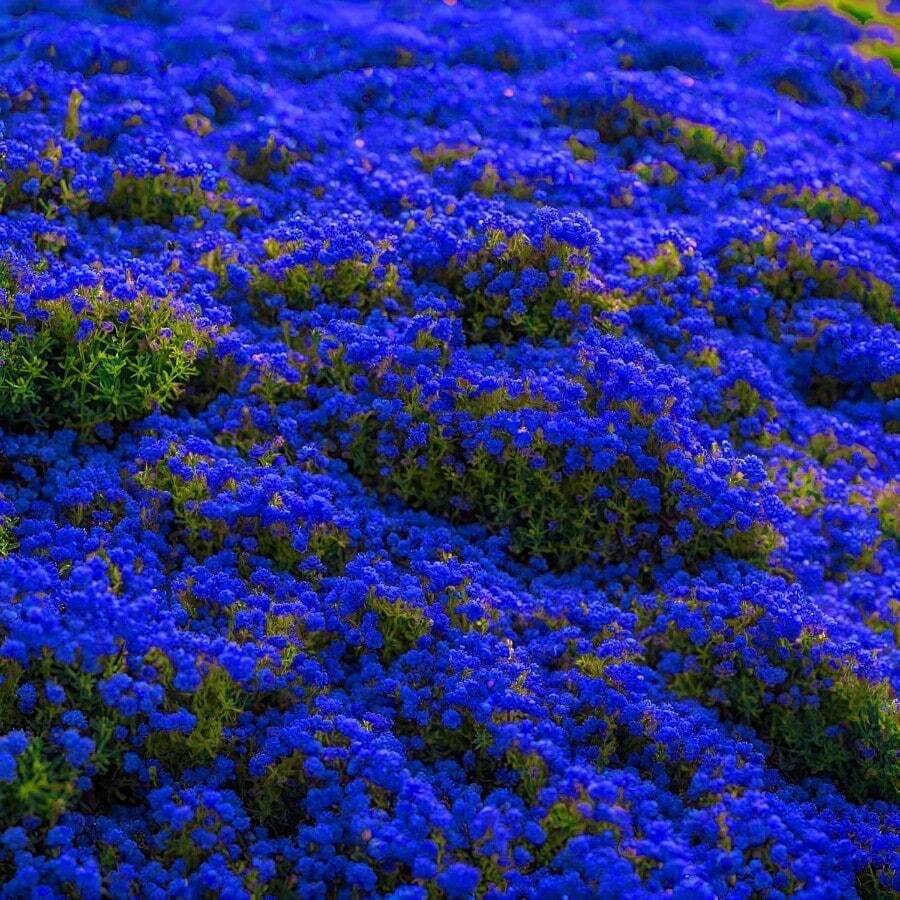 20000PCS Magic Blue Creeping Thyme Seeds For Planting Ground Cover ...