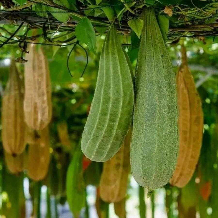 Loofah Sponge Seeds For Planting - Seeds To Plant Luffa Aegyptiaca ...