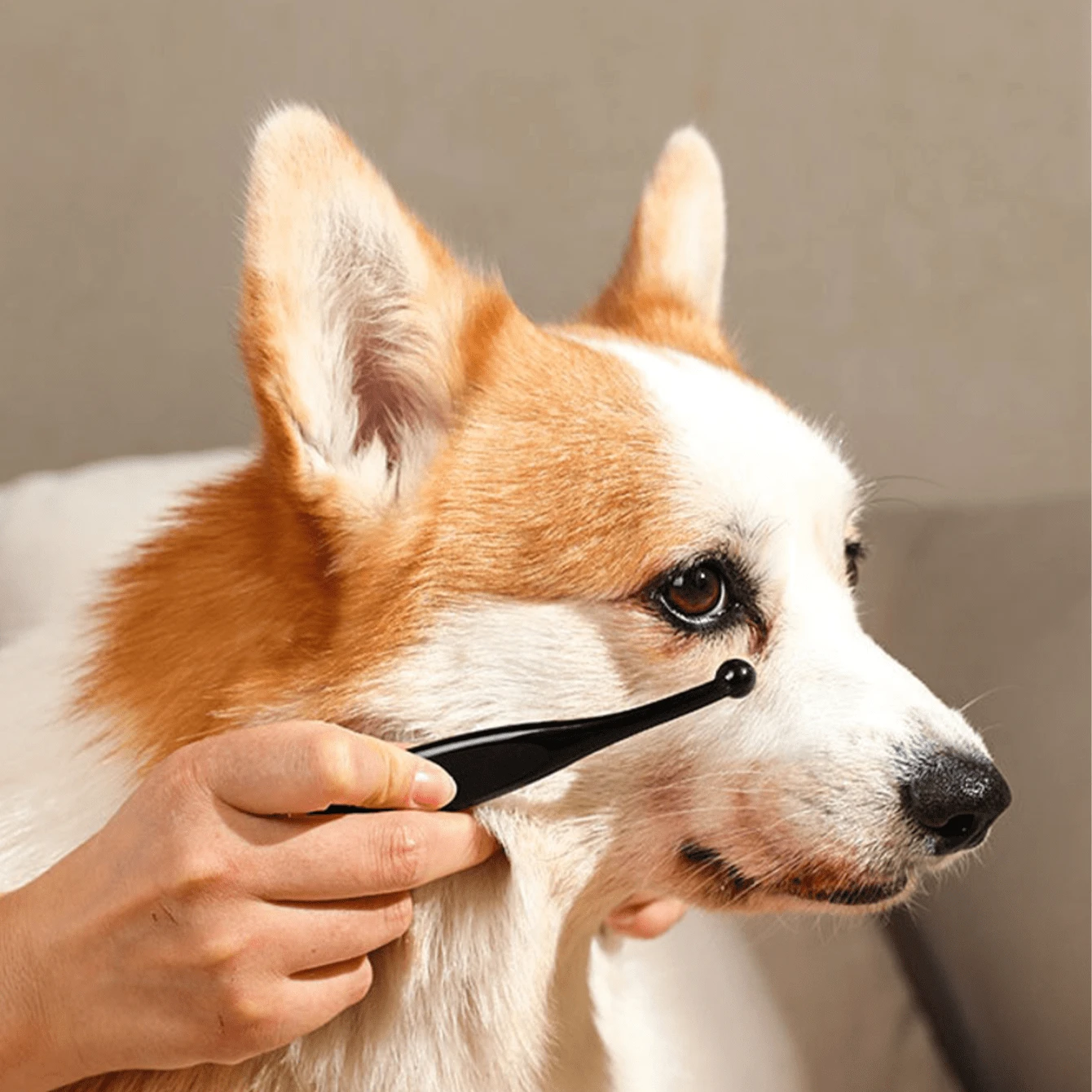 10-Pack Pet Tear Stain Remover Brushes, Gentle Eye Care Cleaning Tool ...