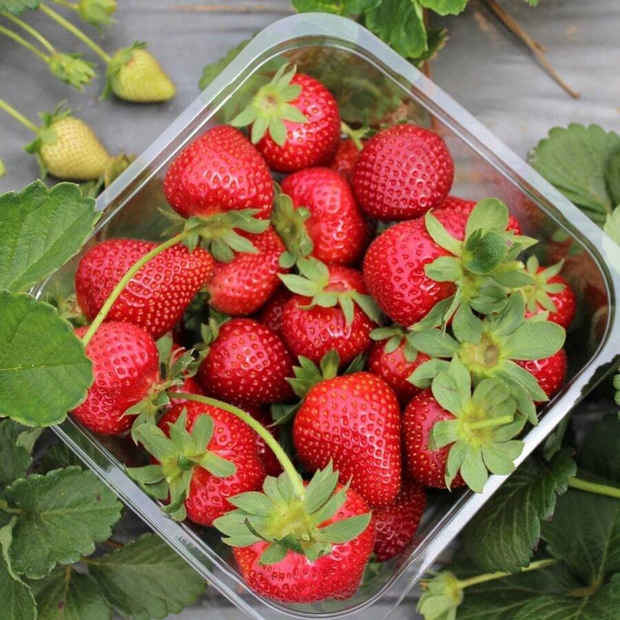 Giant Strawberry Seeds For Planting Fresca Everbearing - Fruit Red ...