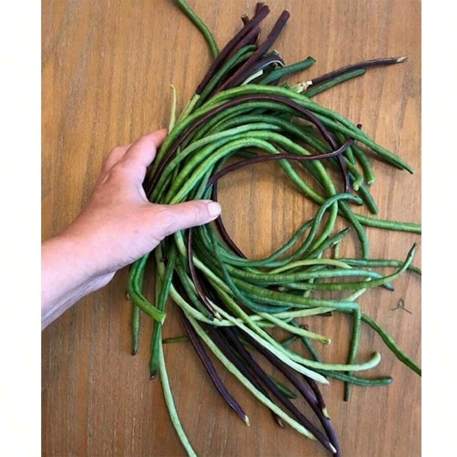 50+ Seeds Snake Oriental Yard Long Asparagus Pole Bean Seeds For ...