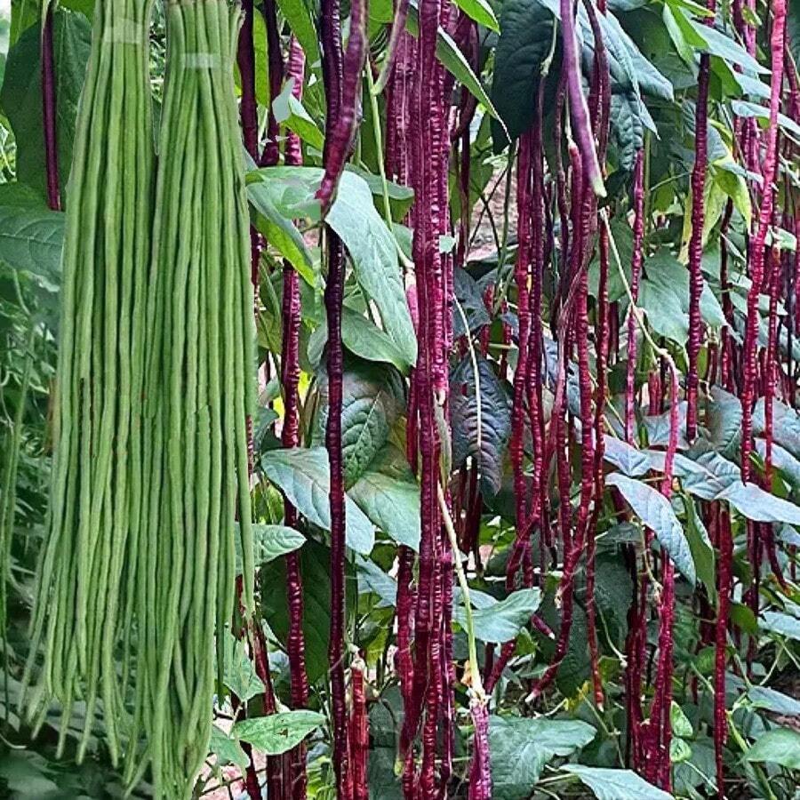 50+ Seeds Snake Oriental Yard Long Asparagus Pole Bean Seeds For ...