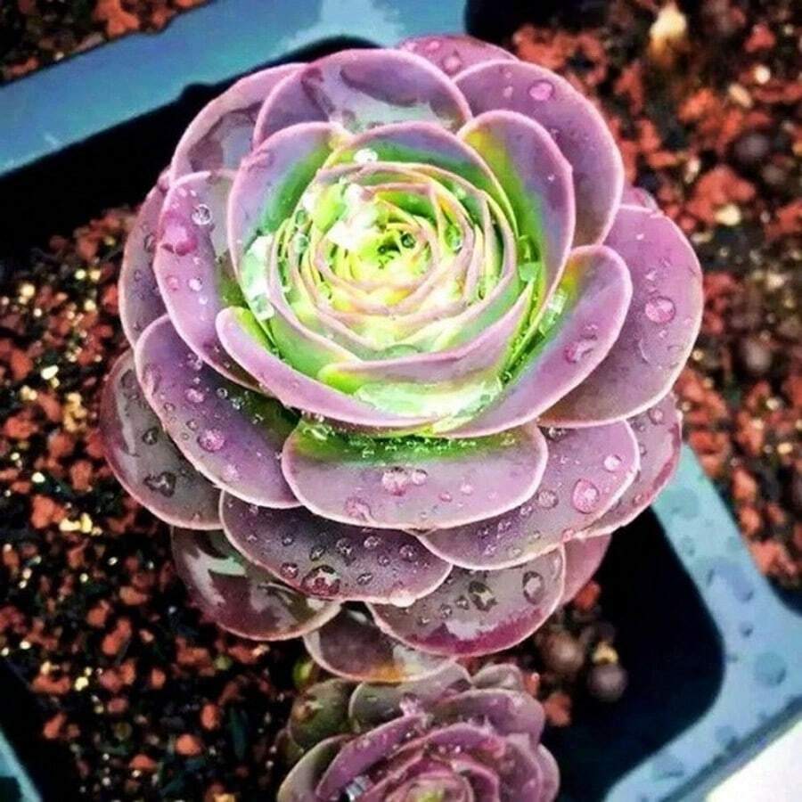 200 Mountain Roses Evenia Green Lotus Seeds Dwarf Grass Flowers Seeds ...