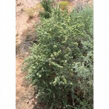 Recommend 100 FOURWING SALTBRUSH Atriplex Canescens Gray Sage Brush ...