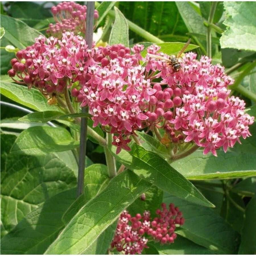 Recommend 75 RED SWAMP MILKWEED Asclepias Incarnata Flower Seeds for ...