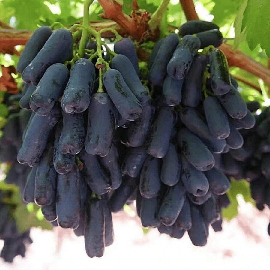 100 Black Finger Grape Seeds For Growing, Non-Gmo Edible, Grape Fruit ...