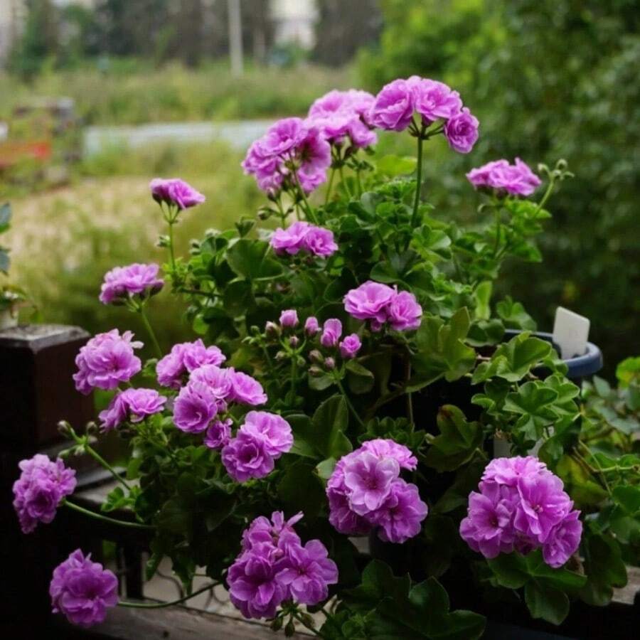 100 Purple Rose Seeds Longevity Garden | SHEIN USA