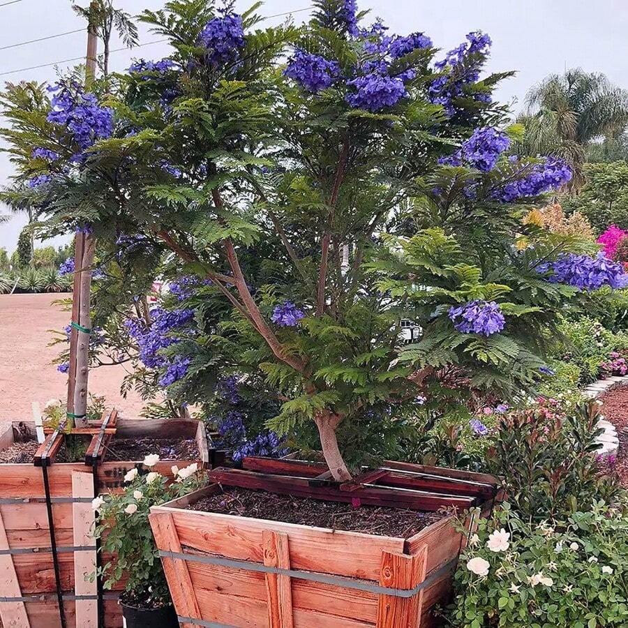 Rare 30pcs Jacaranda Purple Mimosifolia Live Tropical Tree Plant Showy ...