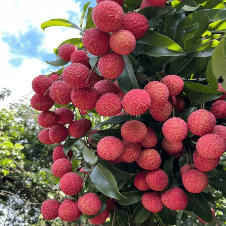 Semi di litchi appena raccolti, semi di alberi da frutto in vaso, semi ...