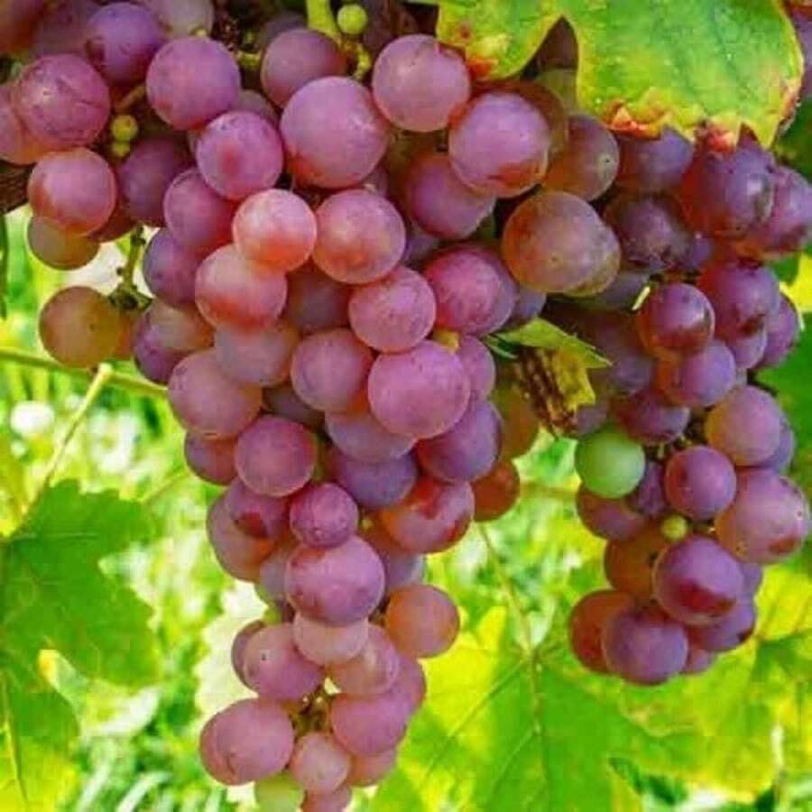 Ruby Roman Grapes Fruit Seeds For Planting Grape Seeds Rare | SHEIN USA