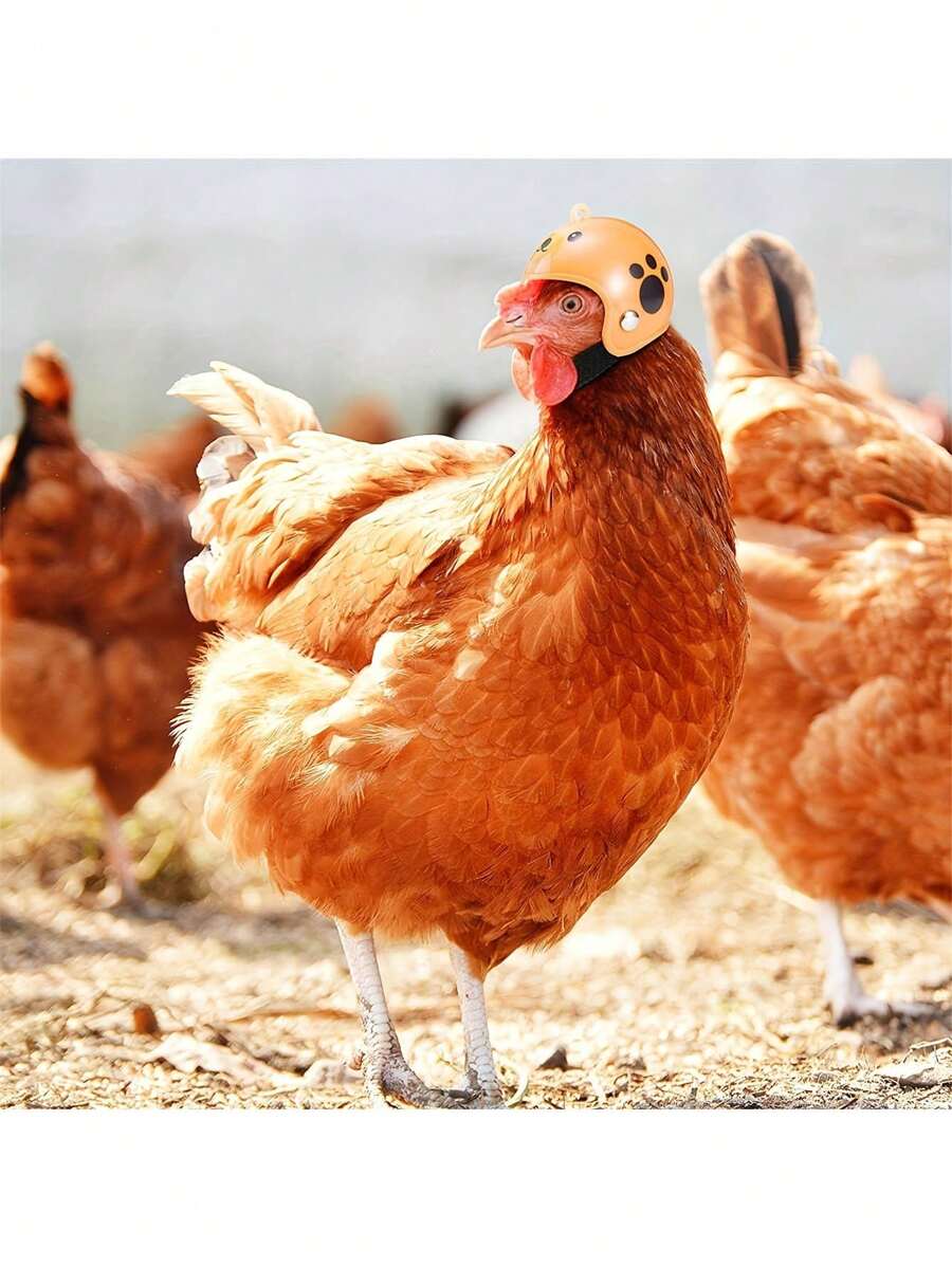 Rainproof Chicken Helmet Hat, The Perfect Pet Protection Gear For Your ...
