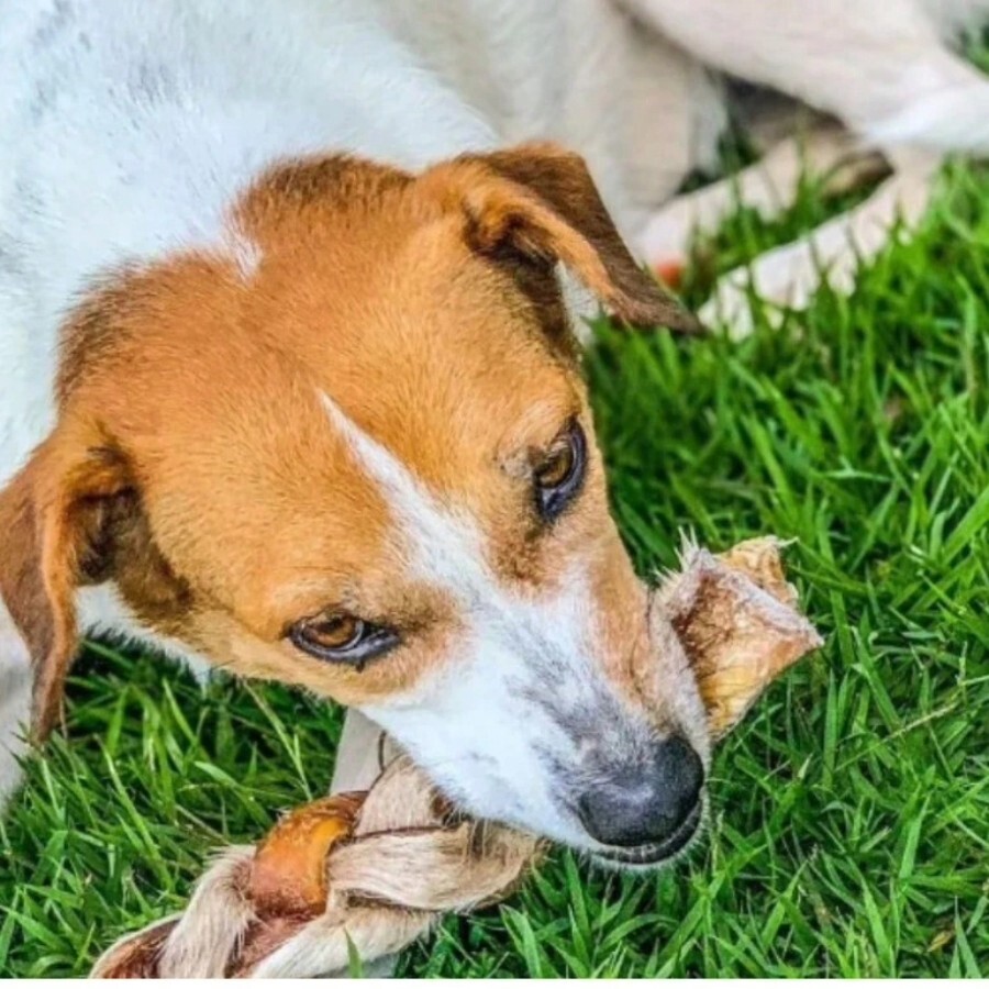 Leather Teether With Bovine Braid Snack For Dogs And Cats Large ...