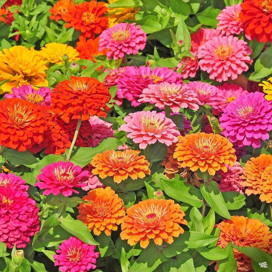 4000 Large Flowered Double Mixed Zinnia Seed, Annual For Home Gardening ...