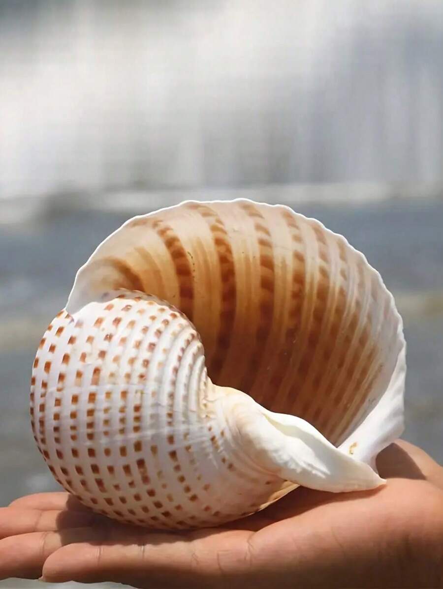1pc Natural Conch Shell Wall Hanging Decoration Shell Floor Decoration ...