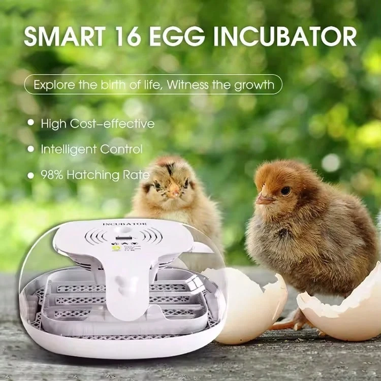 Incubadora de 16 huevos para eclosionar huevos, con display de humedad ...