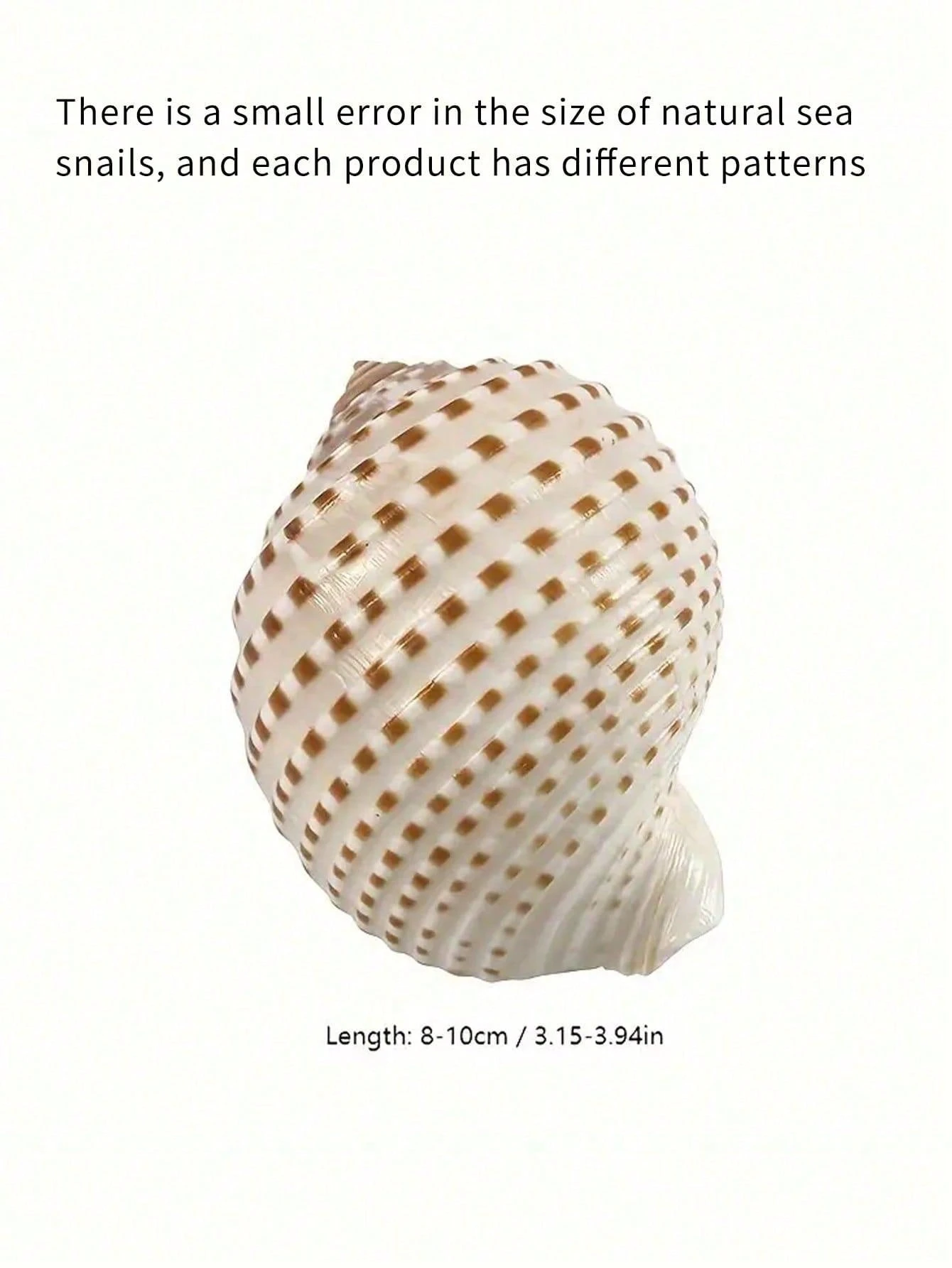 1pc Natural Conch Shell Wall Hanging Decoration Shell Floor Decoration ...